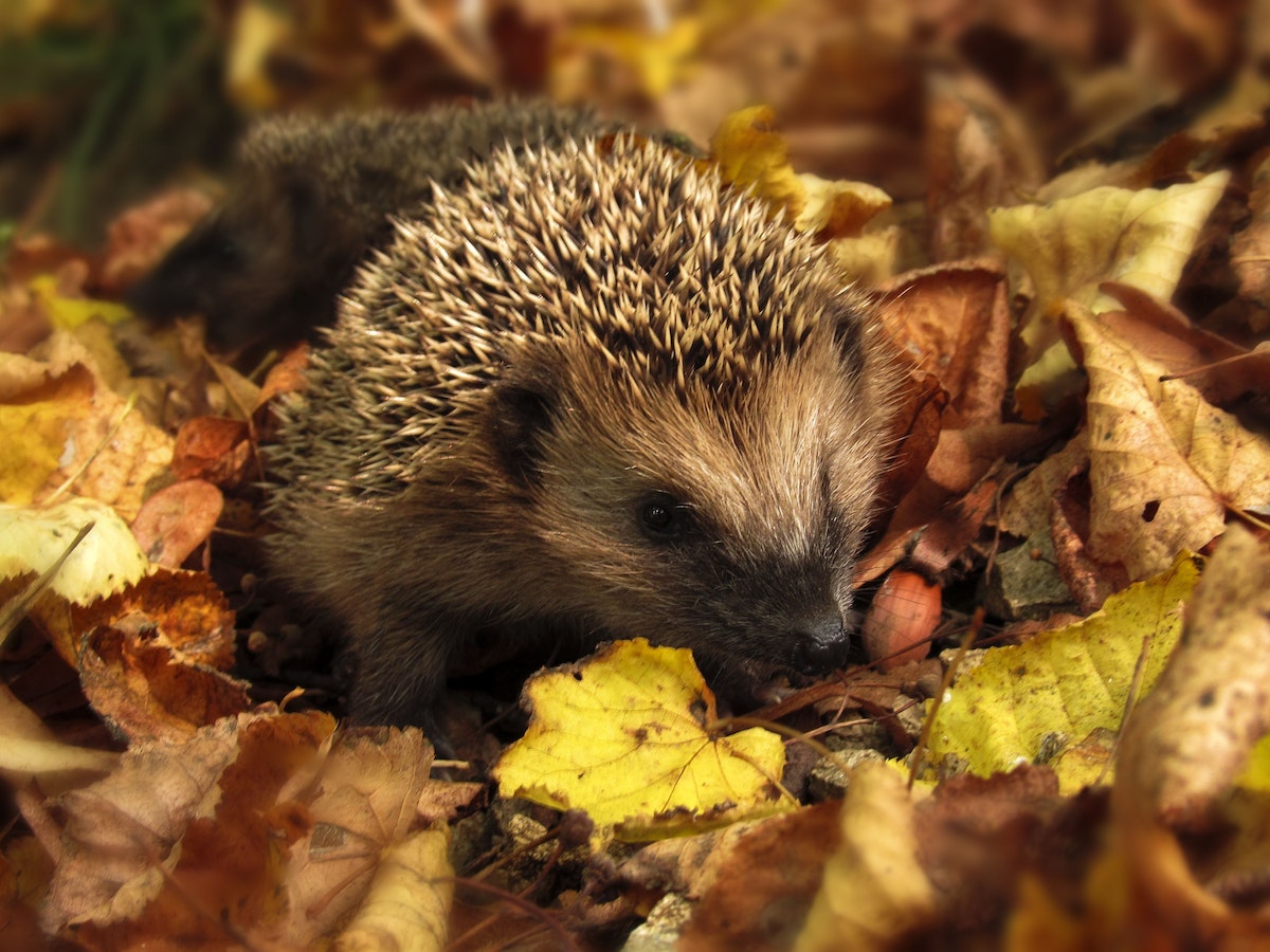 Fox Wood Campsite | Wildlife guide to the woodland animals of the UK