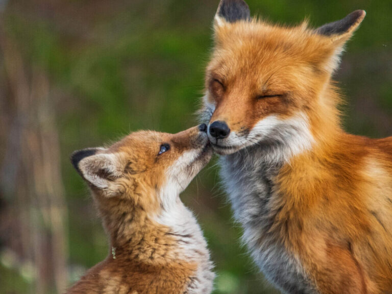Fox Wood Campsite | Wildlife guide to the woodland animals of the UK